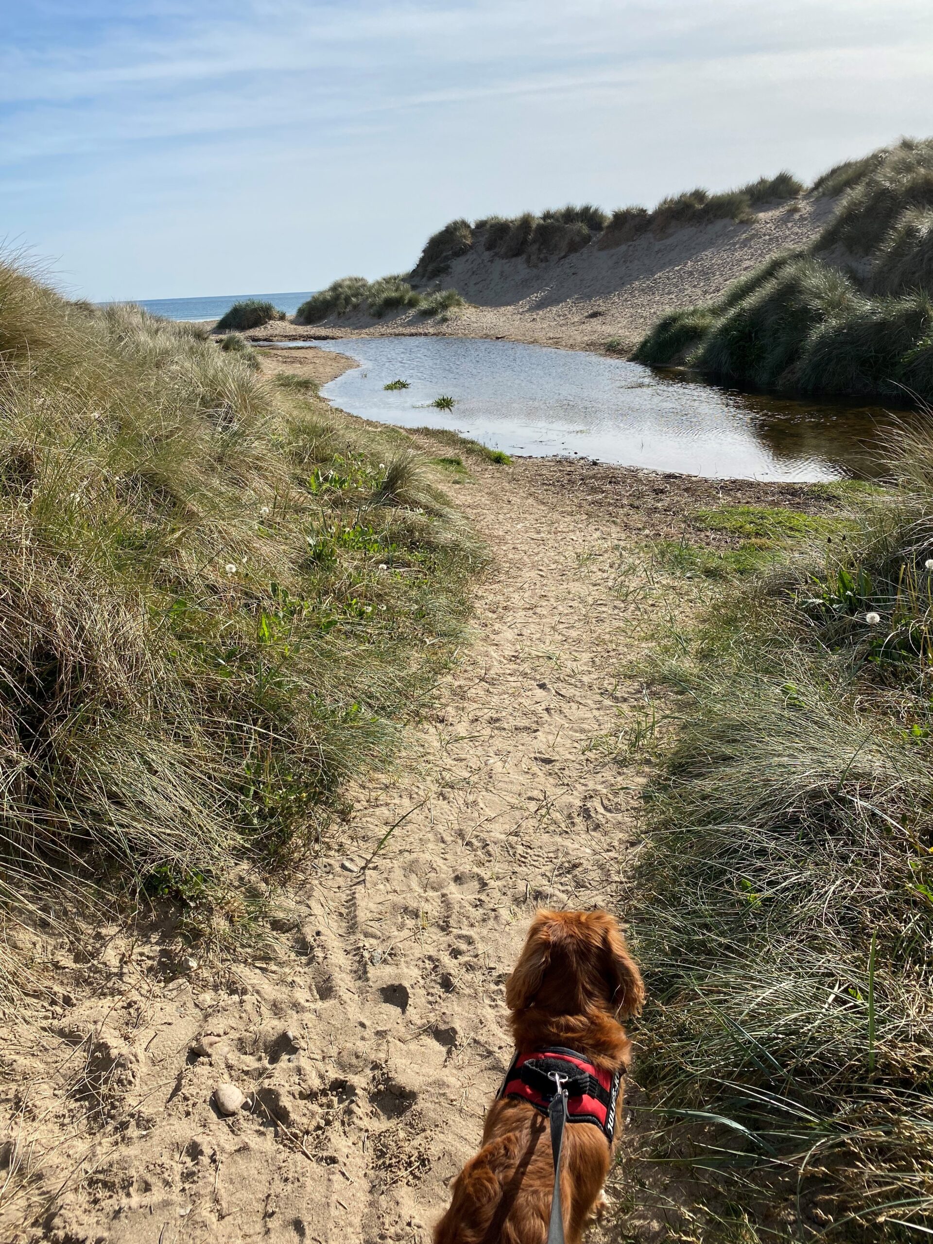 A Guide To Dog Friendly Beaches In The UK - Blog